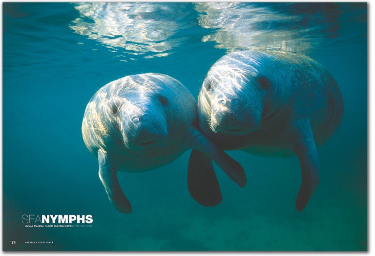 Sea Nymphs – American Windsurfer